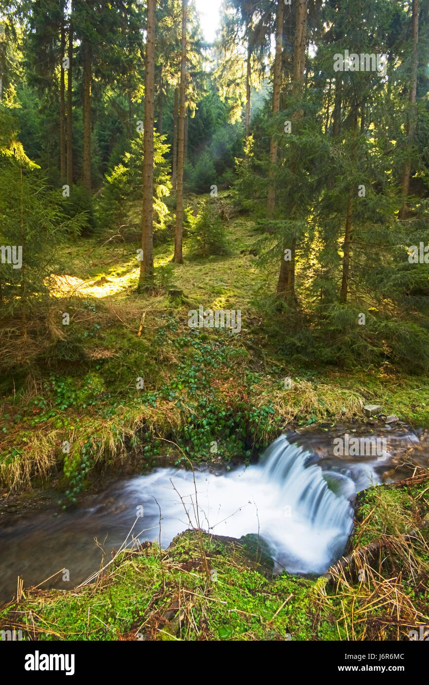 tree trees green stream early forest leaves foliage tree trees green ...