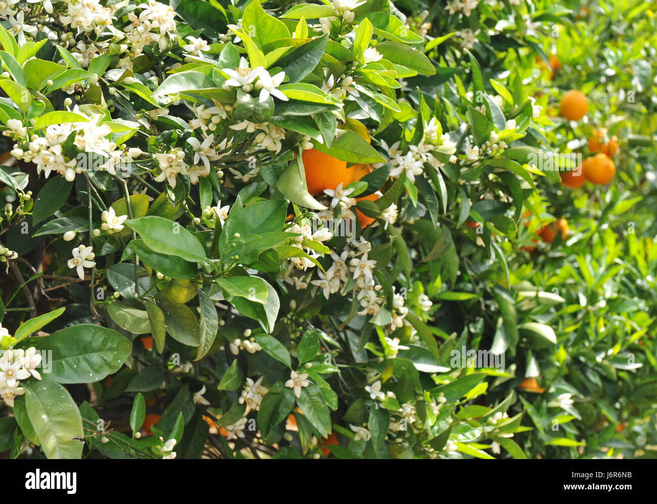 orange tree fruit plantation citrus orange flower plant bloom blossom ...