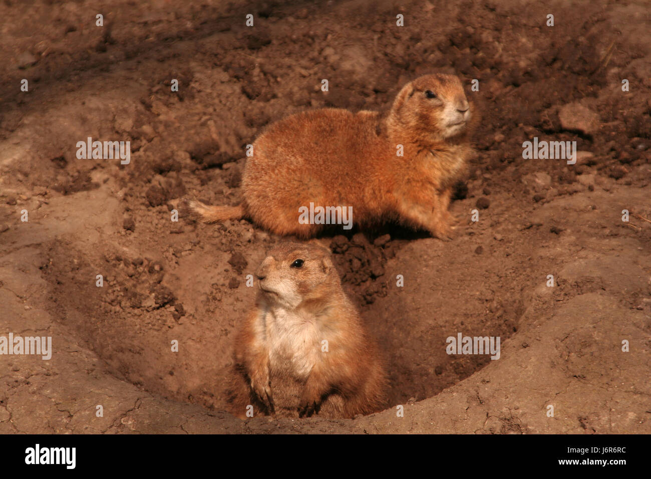 animal mammal rodent cave animal portrait steppe hamster cliff dweller ...