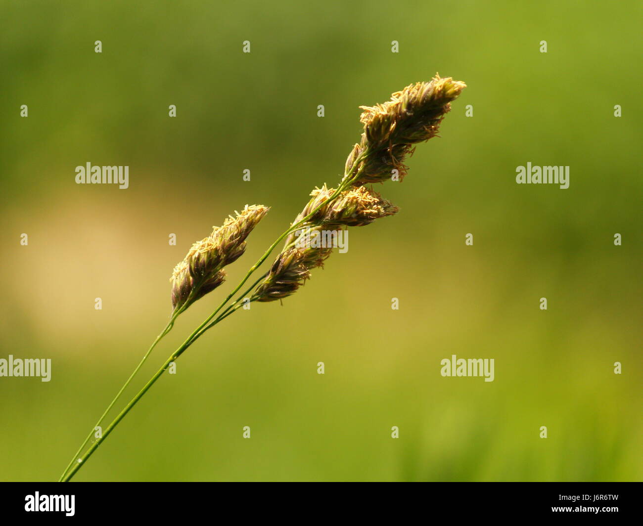 field flora ear plant nature grain cereal green umbel focus blade ...