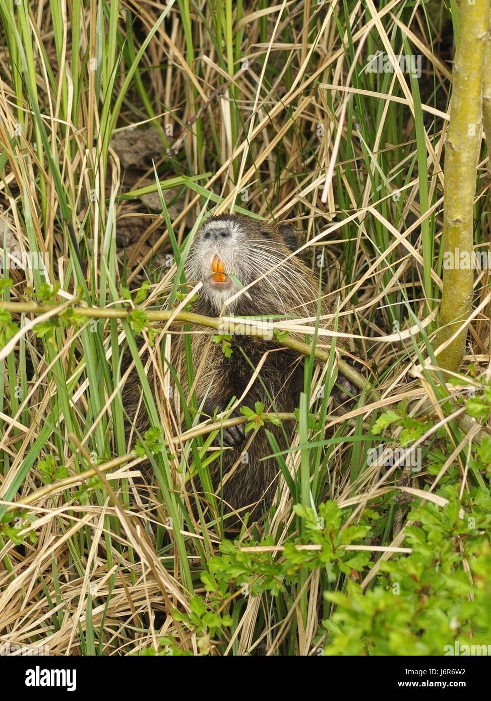 Nutria eating 114 hi-res stock photography and images - Alamy