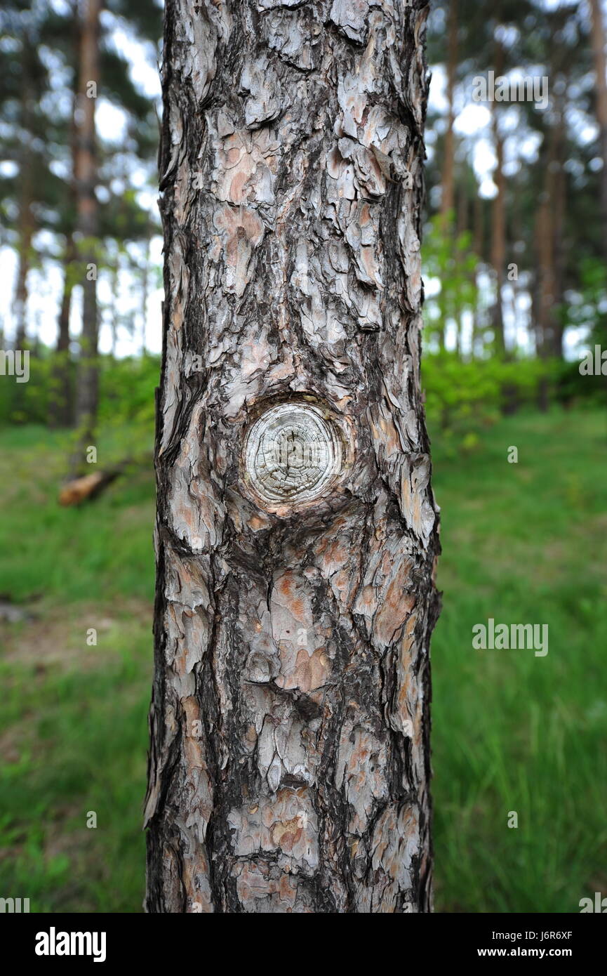 tree wood bark raw material conifer wood forest trunk district firewood ...