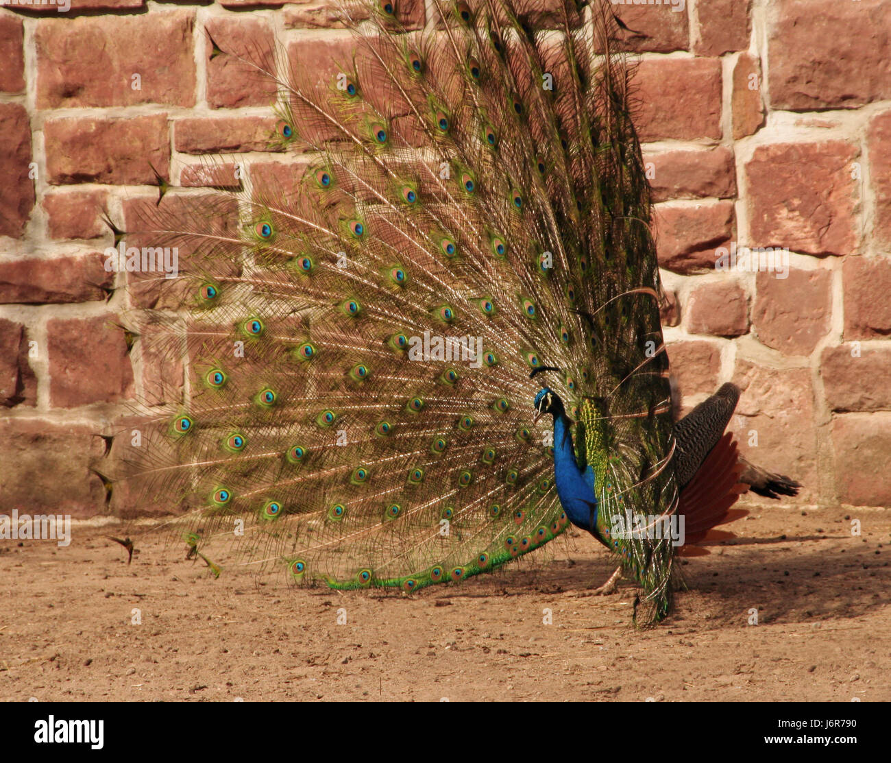 wheel bird birds jewelry jewellery peacock peacock feather vain feather ...