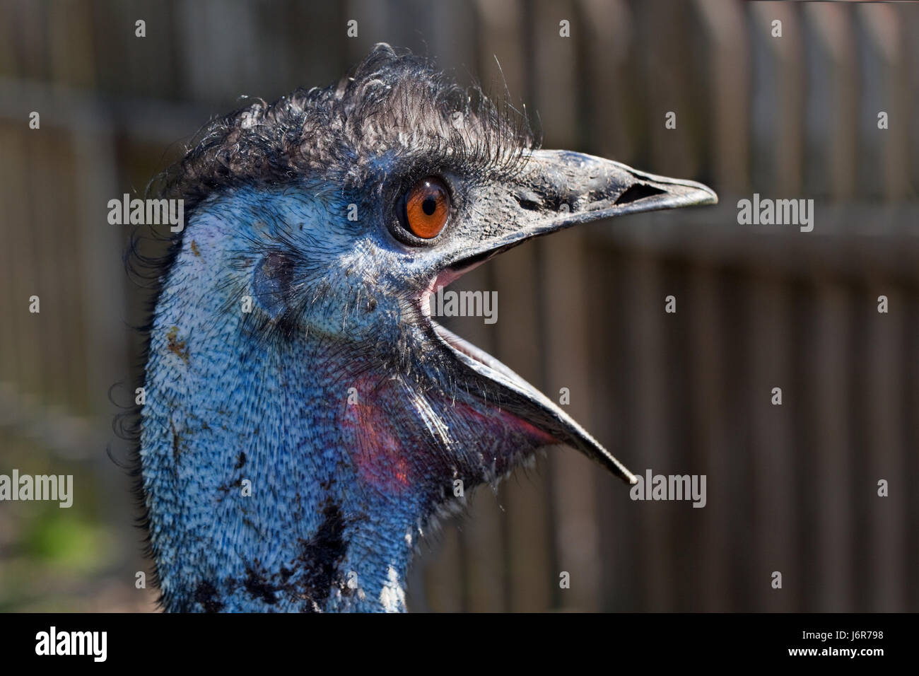 bird eye organ birds beak open beaks unbar emu shouting shout head ...