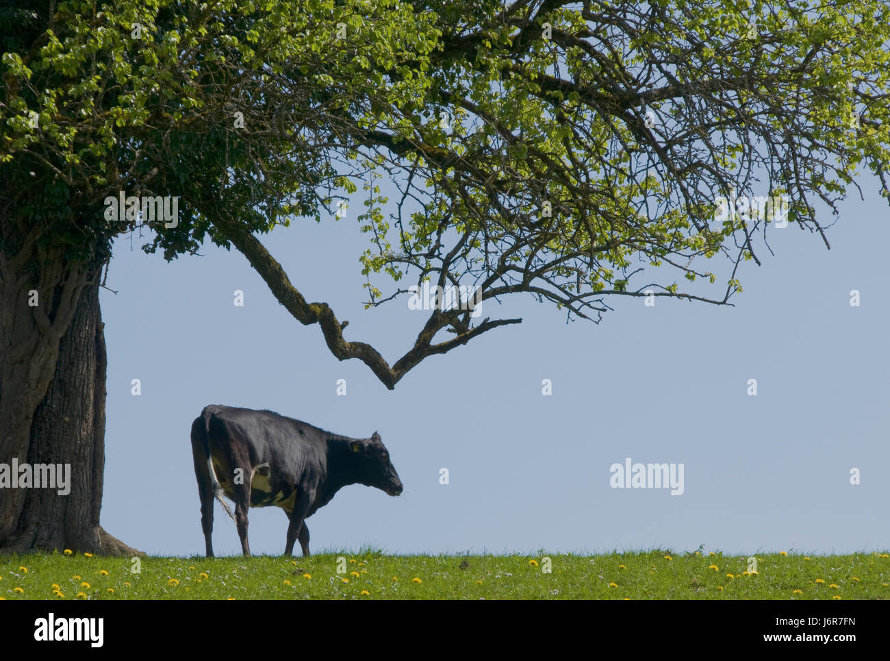 tree agriculture farming cow livestock farm animal shaddow shadow ...