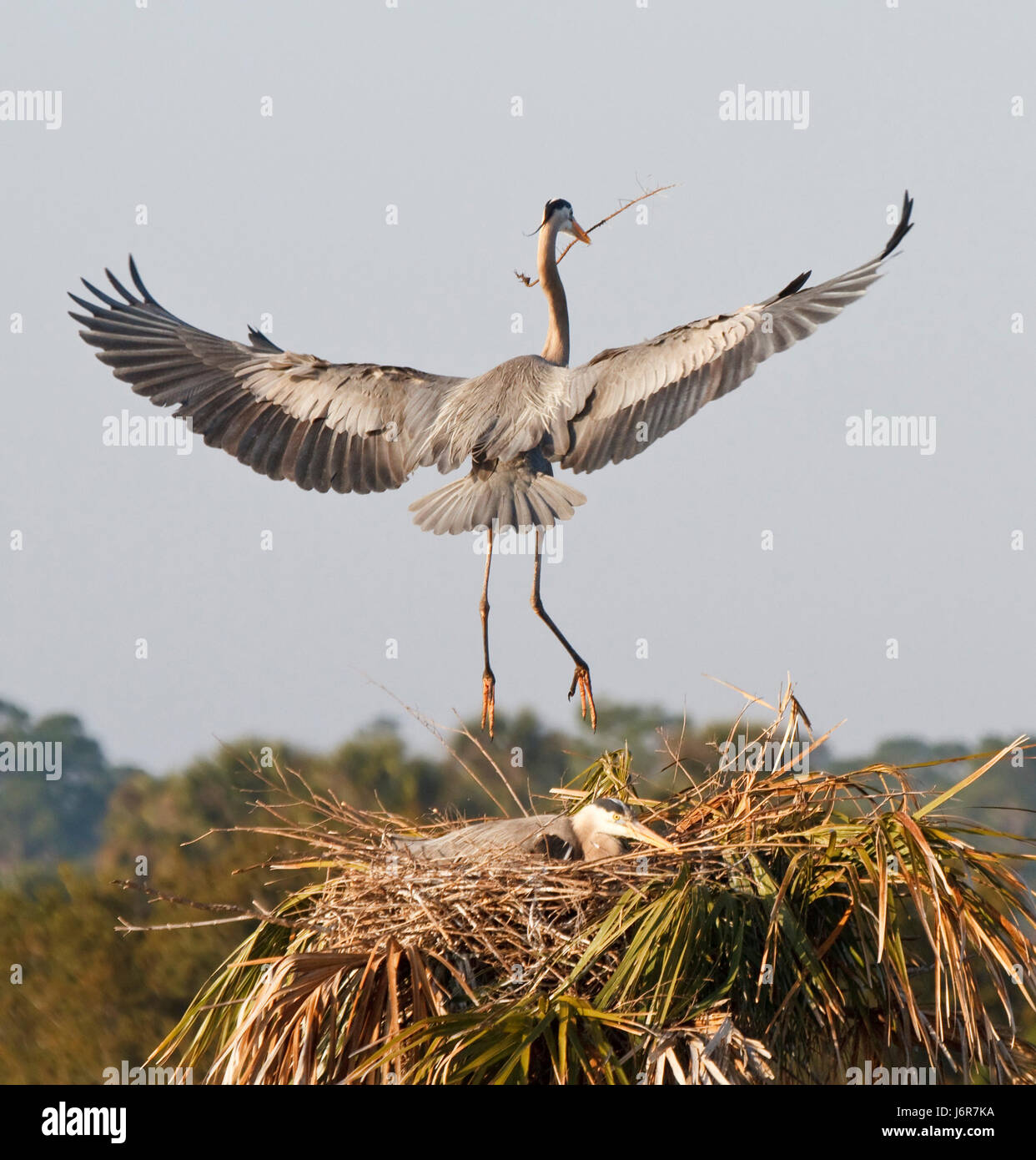 tree nest wildlife heron tropical chick palm outdoors tree animal bird ...