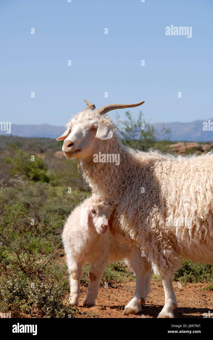 goat angora lamb fashion animal mammal africa goat soft fur wool ...