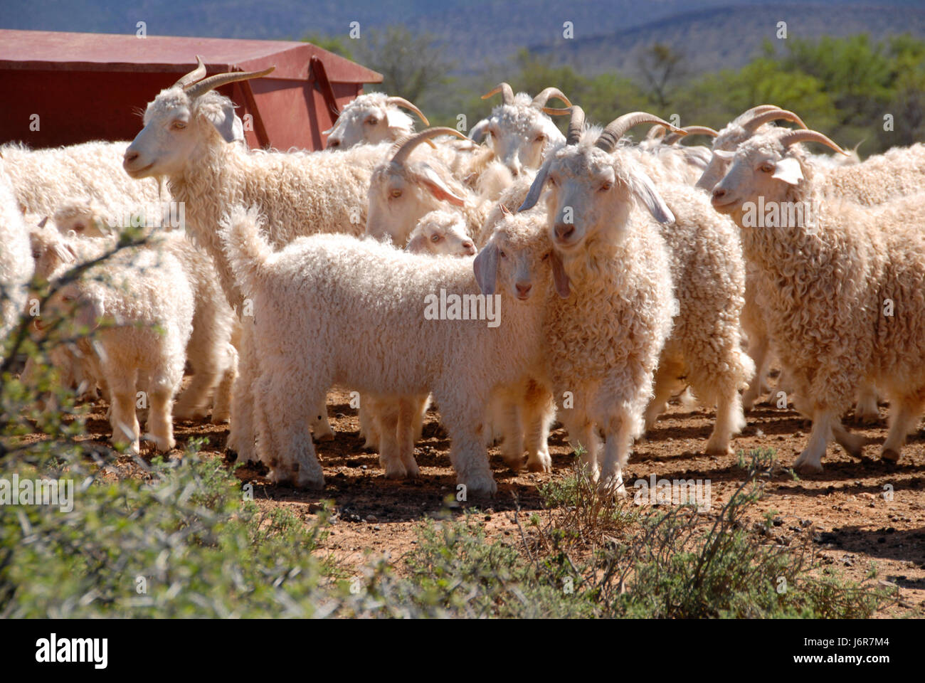 Angora clothes hi-res stock photography and images - Alamy