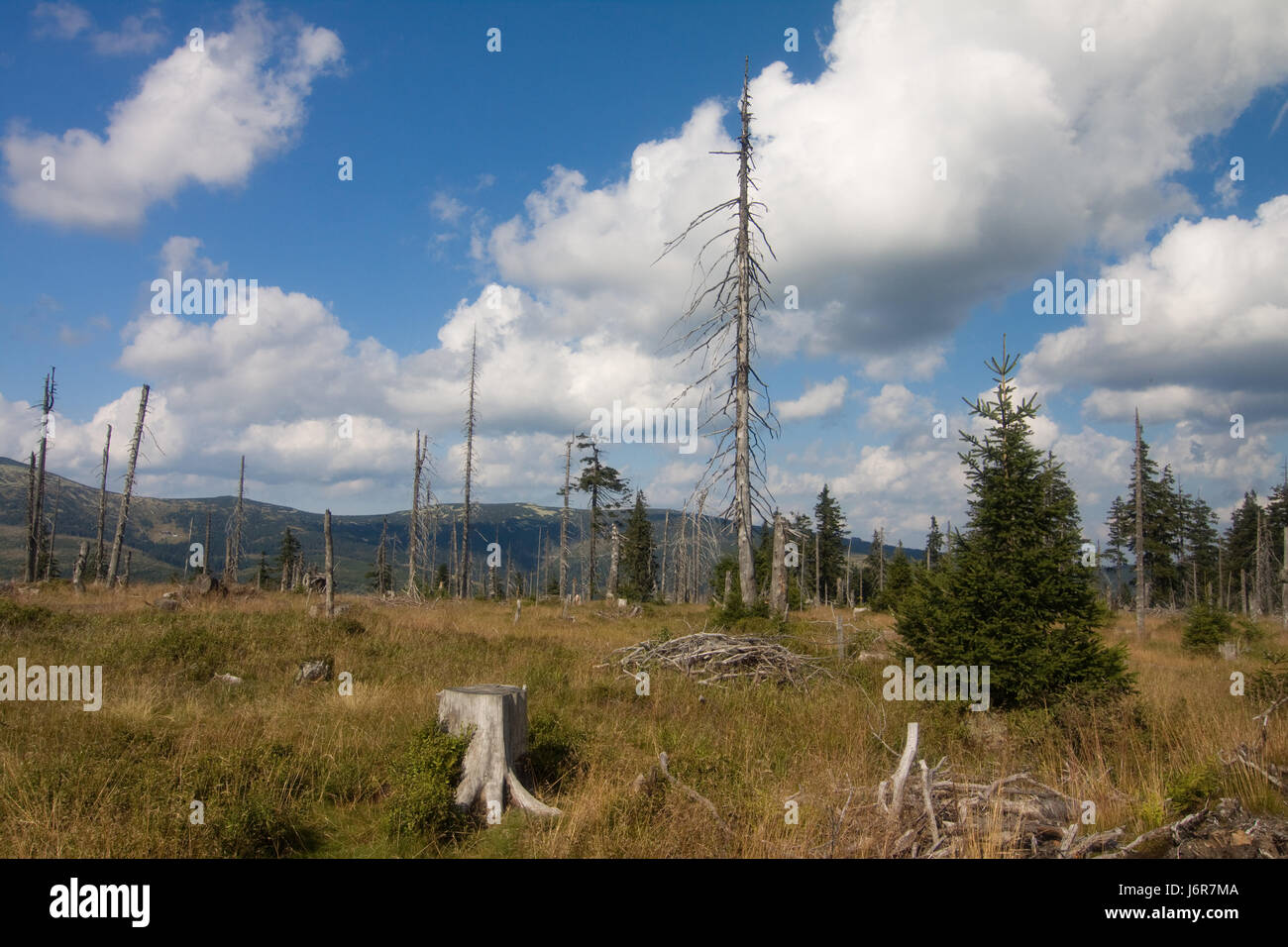 tree trees plateau forest humans human beings people folk persons human ...