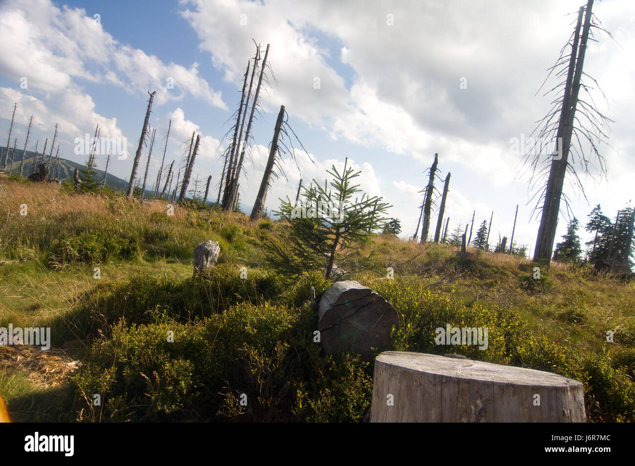 tree trees plateau forest humans human beings people folk persons human ...