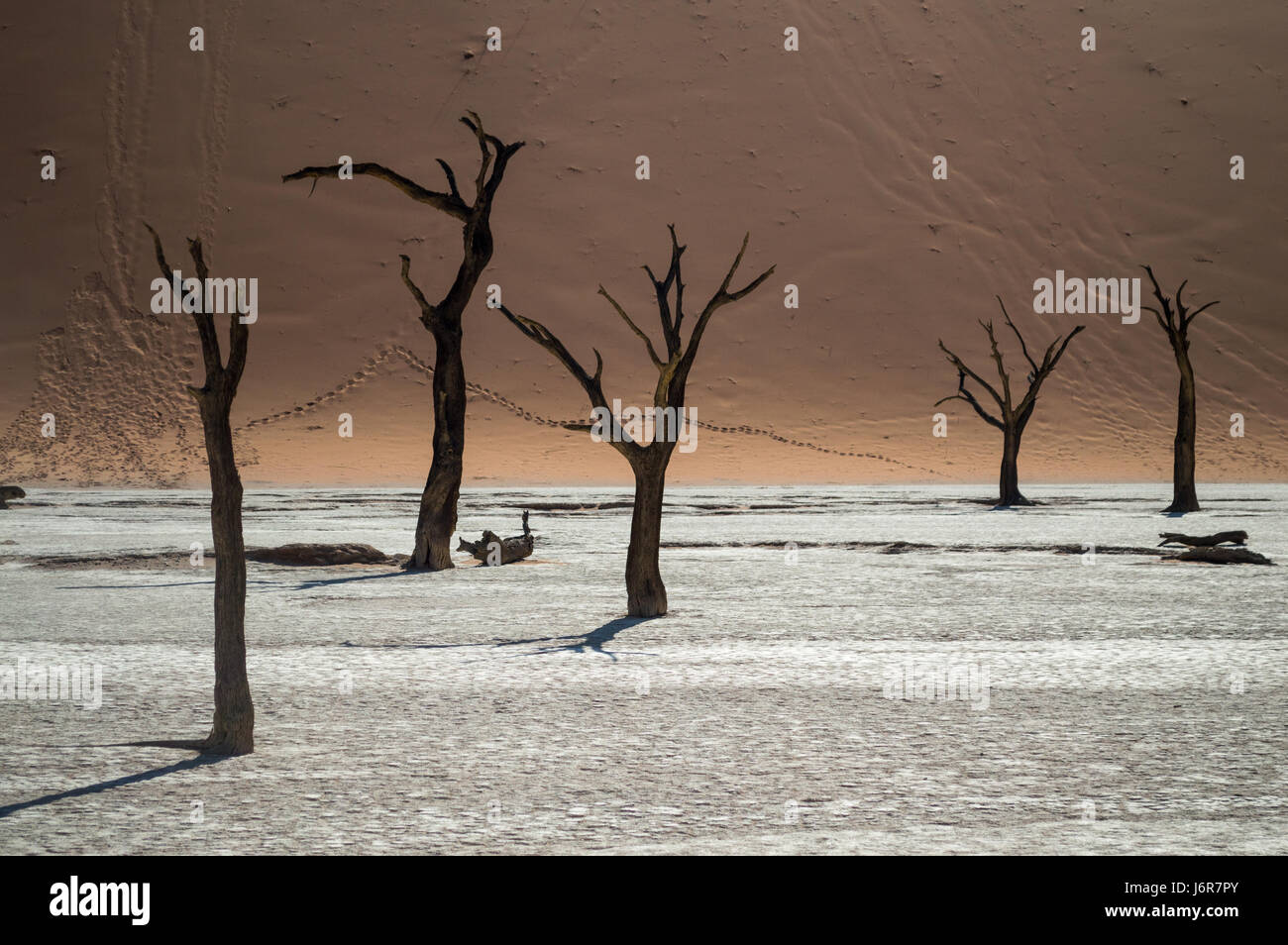 Sossusvlei Salt Pan Desert Landscape with Dead Trees and Dune, Namibia ...