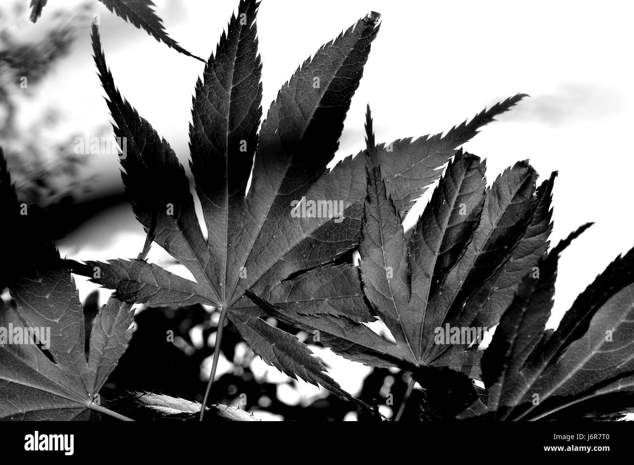 Japanese maple Black and White Stock Photos & Images - Alamy