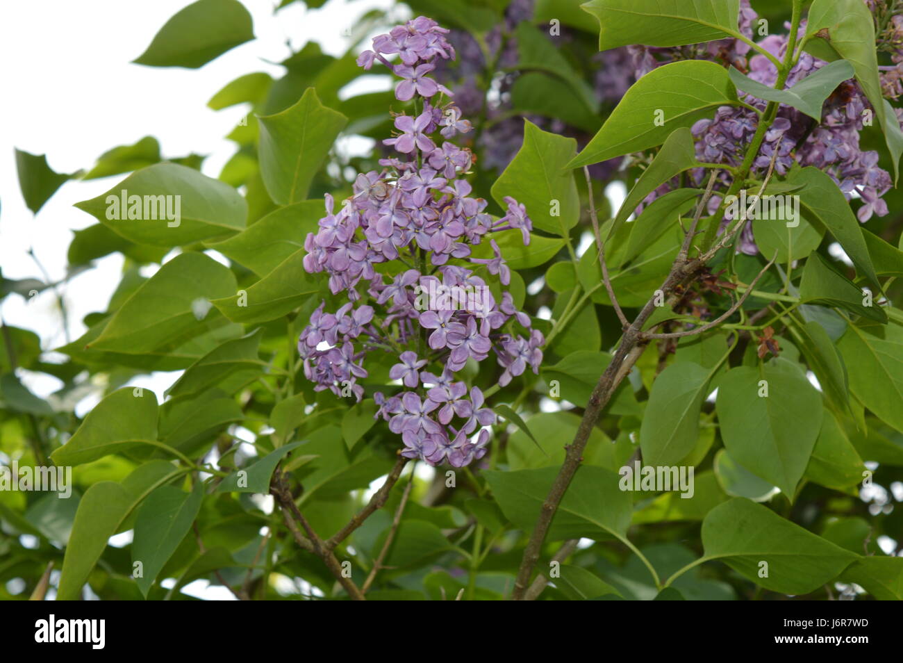 Buddleia leaf hi-res stock photography and images - Alamy