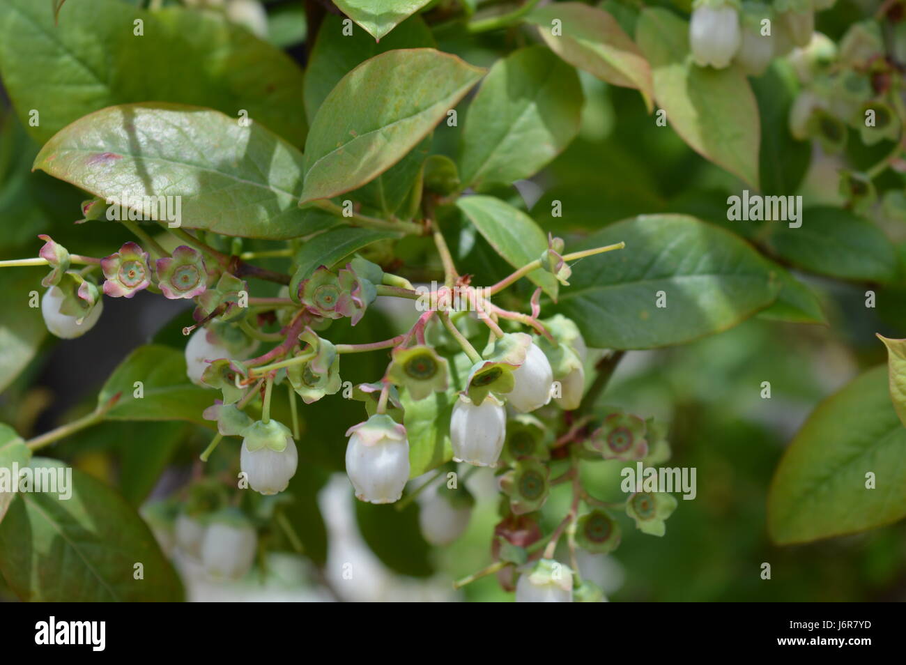 Blackcurrent hi-res stock photography and images - Alamy