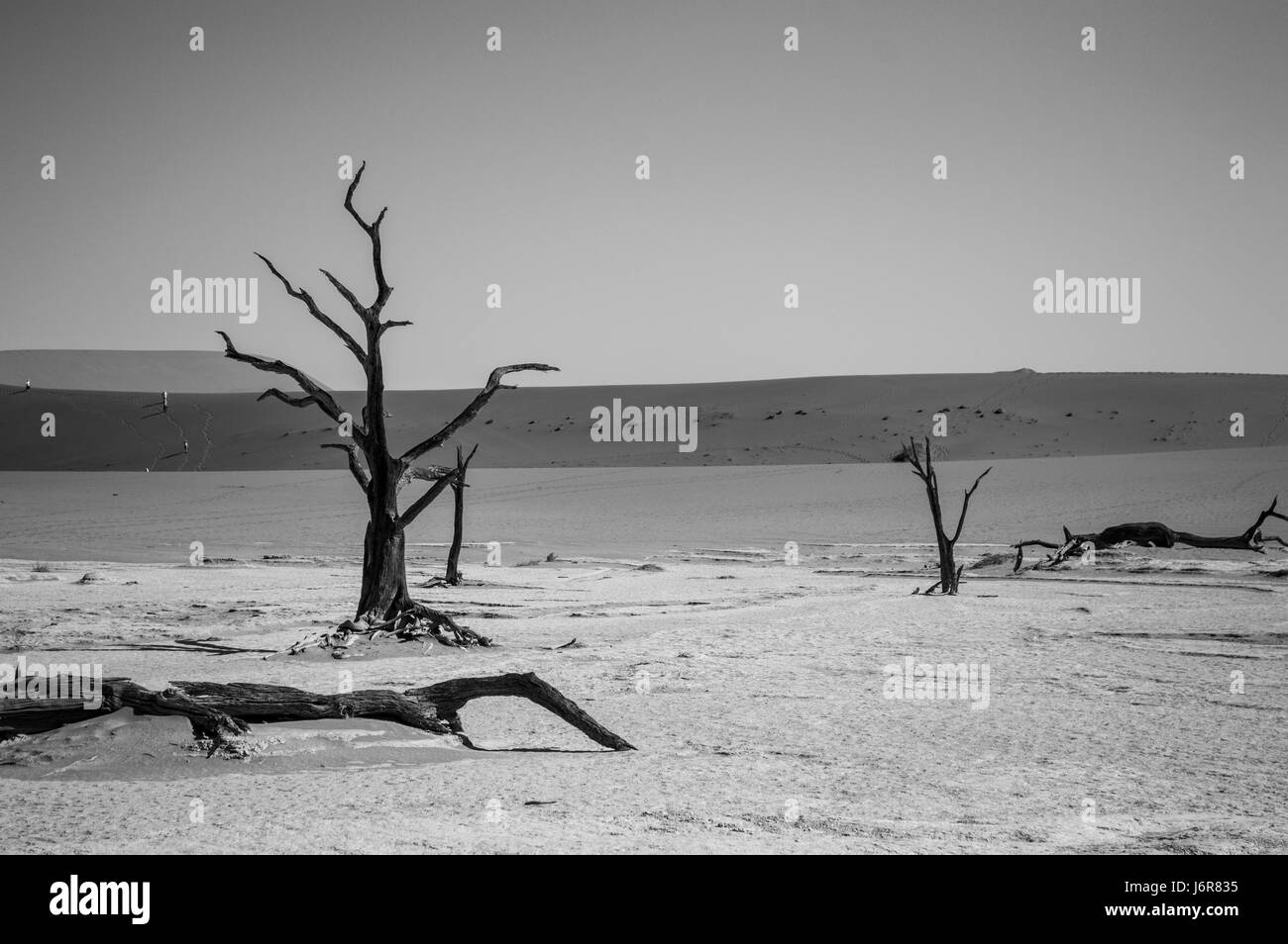Sossusvlei Salt Pan Desert Landscape with Dead Trees and Tiny People on ...