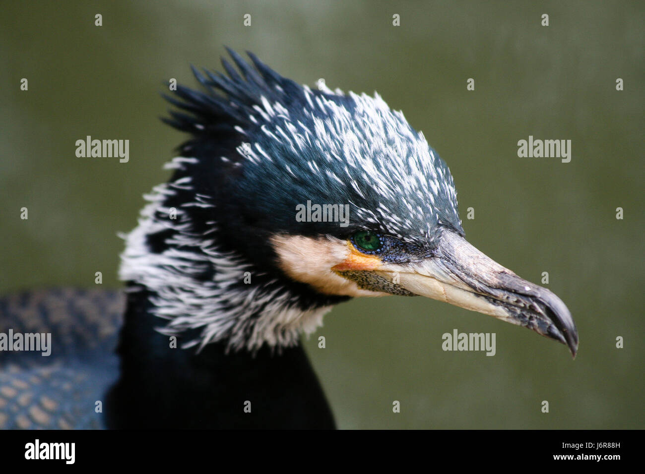 Corvus marinus hi-res stock photography and images - Alamy