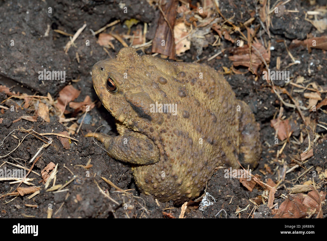 Common Toad - Bufo bufo Amphibian of gardens & wetlands Stock Photo - Alamy