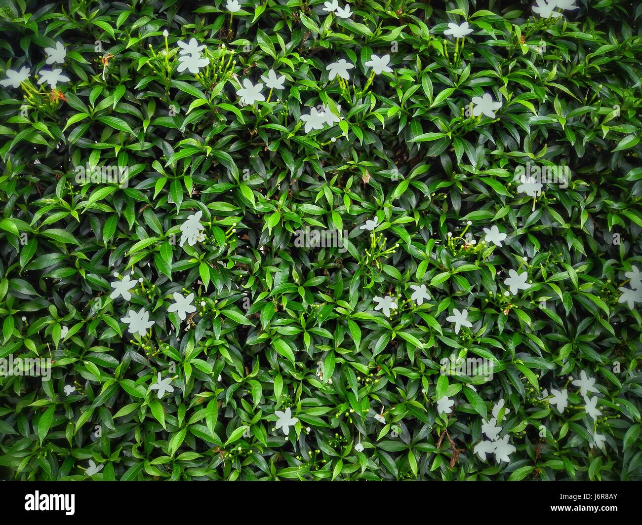 Jasmine wallpaper hi-res stock photography and images - Alamy