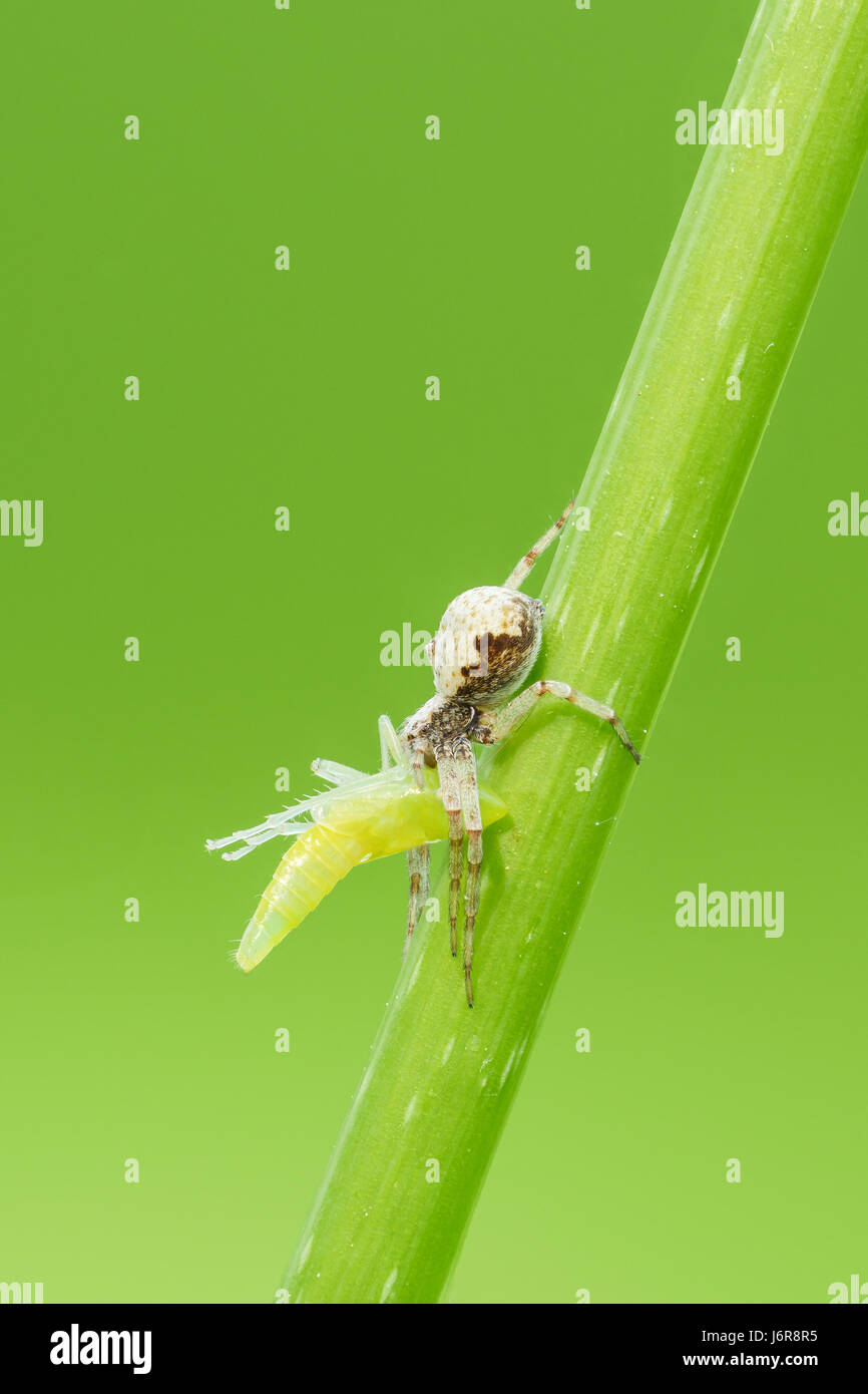 A Metallic Crab Spider (Philodromus marxi) holds on to its caught prey ...