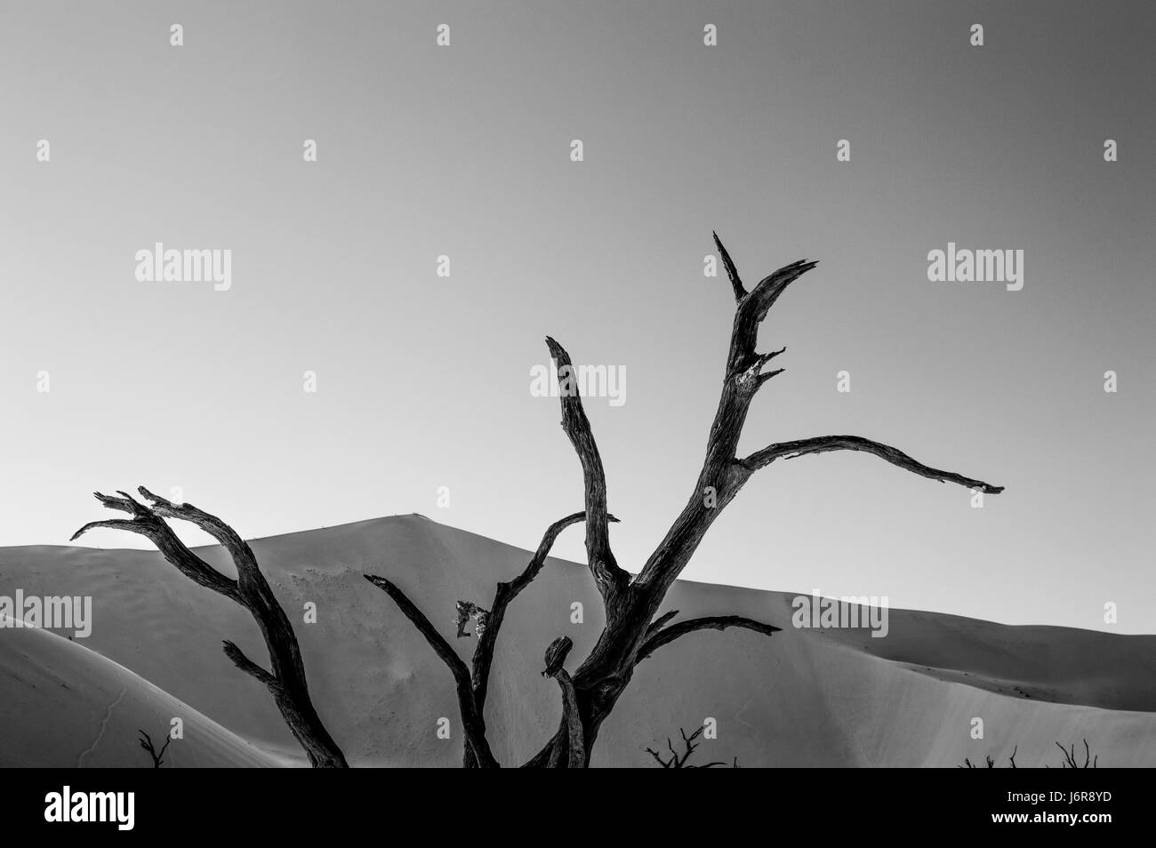 Sossusvlei Salt Pan Desert Landscape with Dead Trees and Dunes Namibia ...