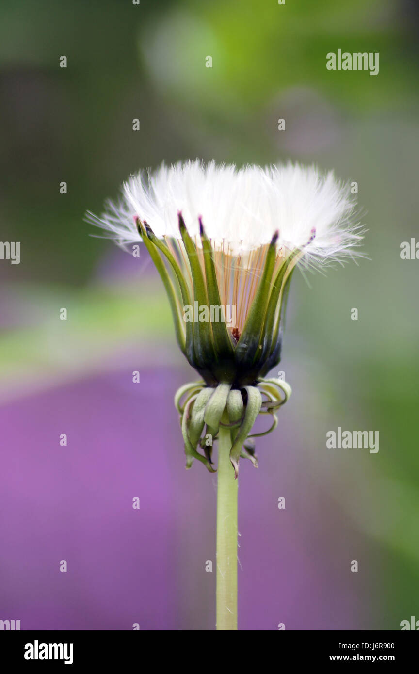 Flower warts hi-res stock photography and images - Alamy