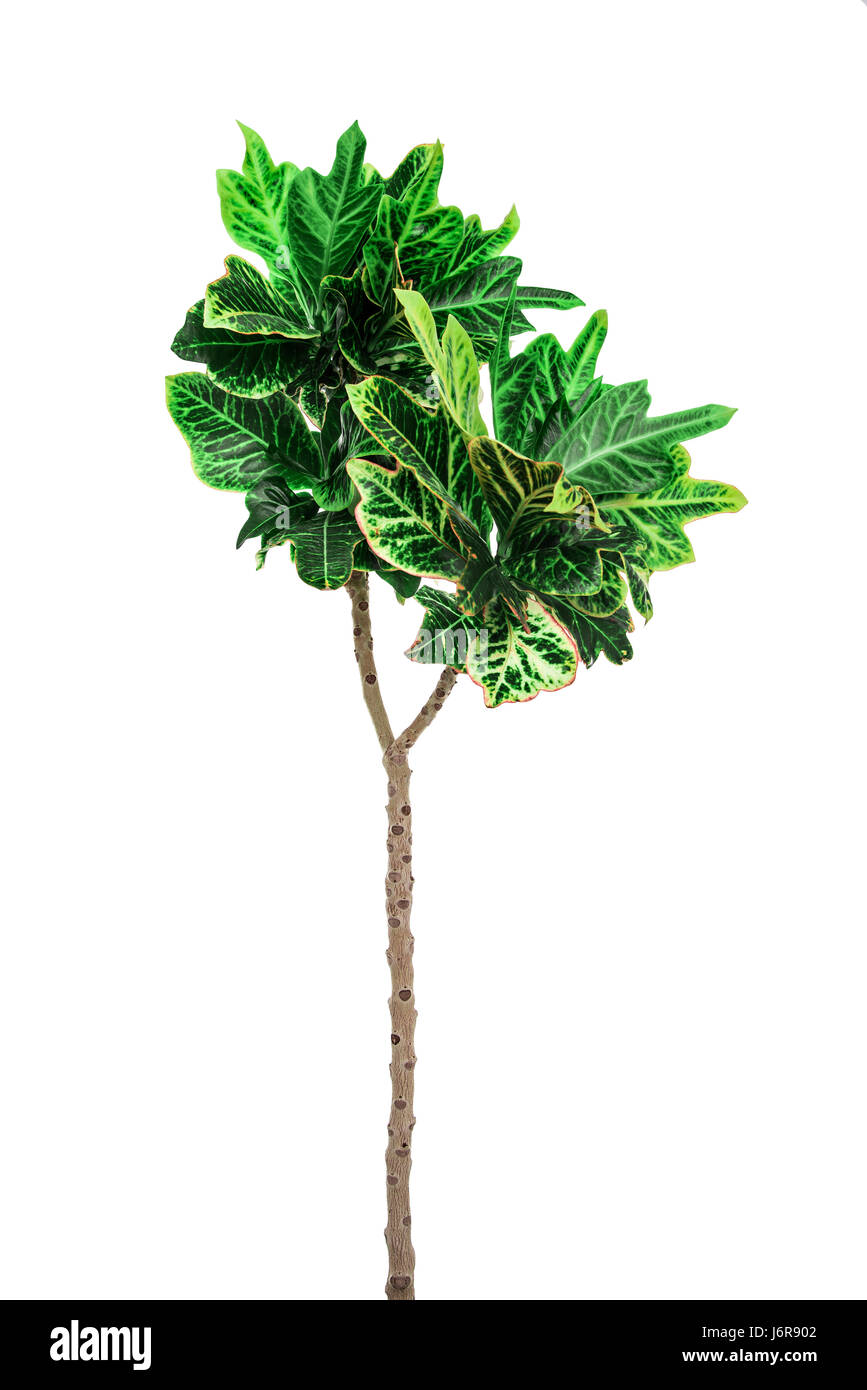 Closeup palm tree leafs Cut Out Stock Images & Pictures - Alamy