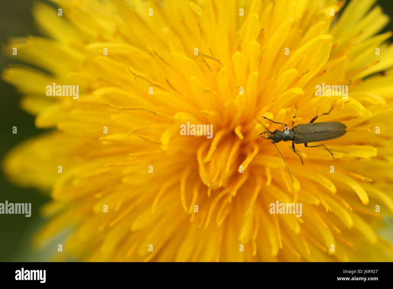dandelion with insect Stock Photo - Alamy