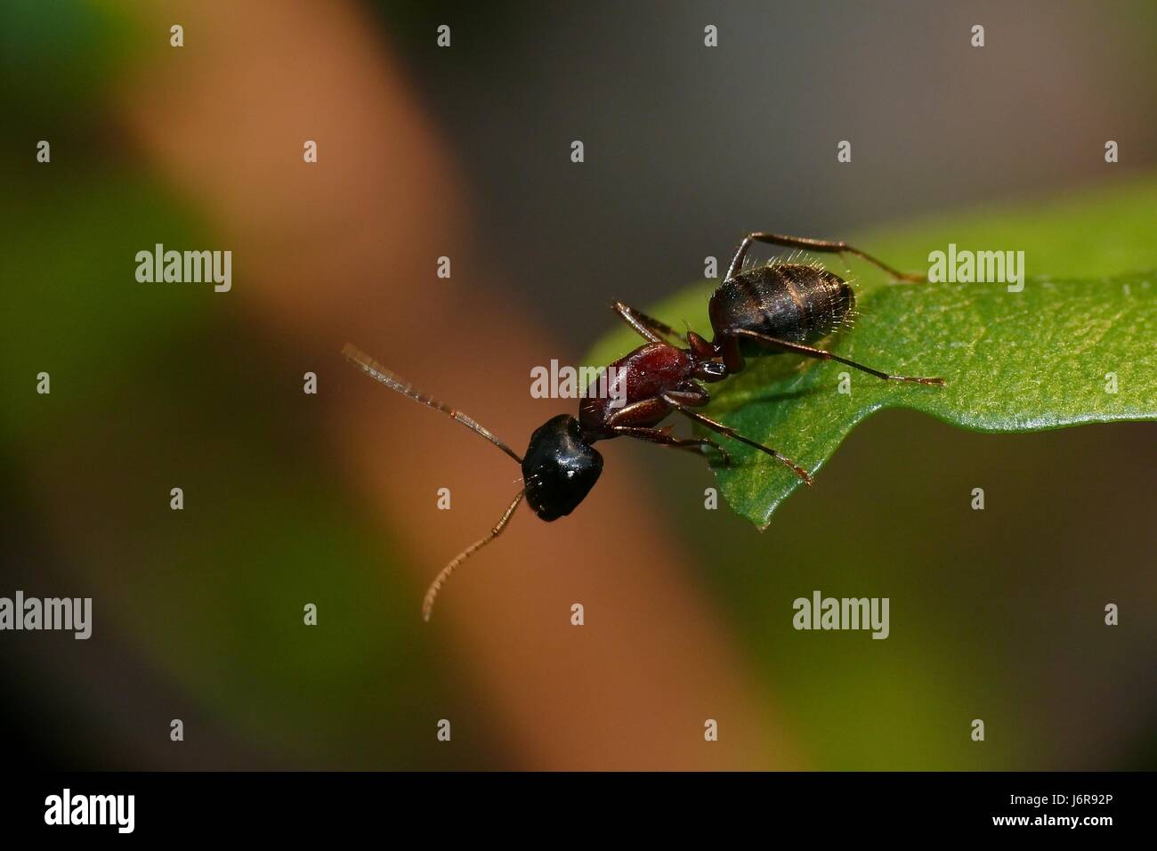 a critical look into the depths Stock Photo - Alamy