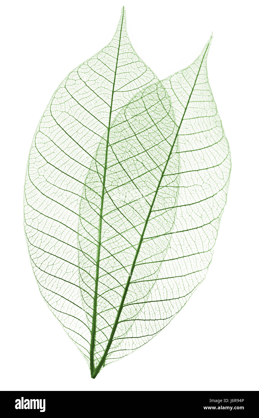 closeup leaves dry dried up barren veins skeleton graphic conspicuous ...
