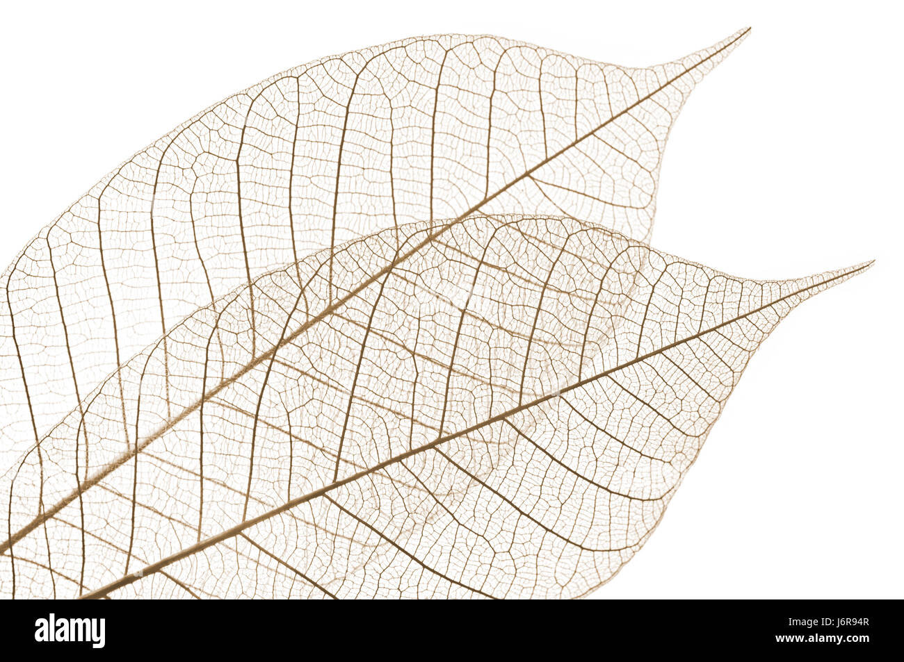 closeup leaves dry dried up barren veins skeleton graphic conspicuous ...