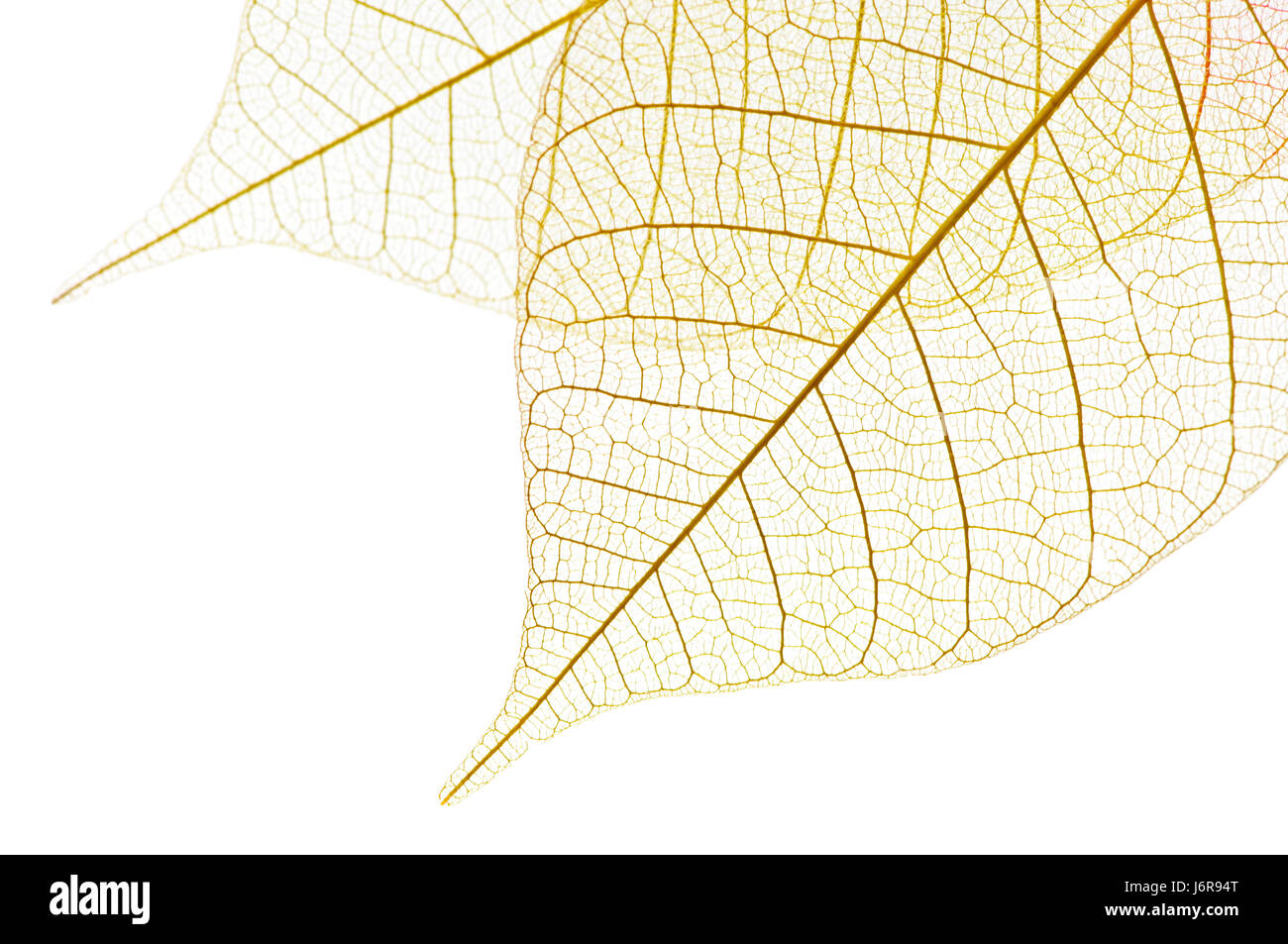 closeup leaves dry dried up barren veins skeleton graphic conspicuous ...