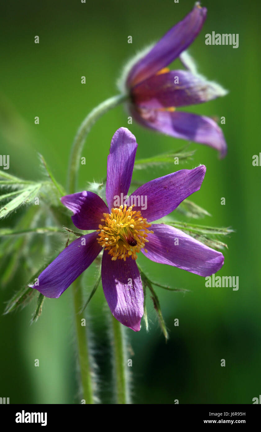 purple clamp 2 Stock Photo - Alamy