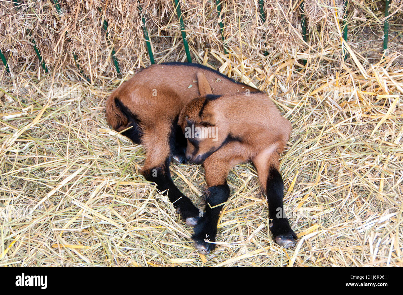 Little brown goatling lying on straw and napping in the spring sunshine ...