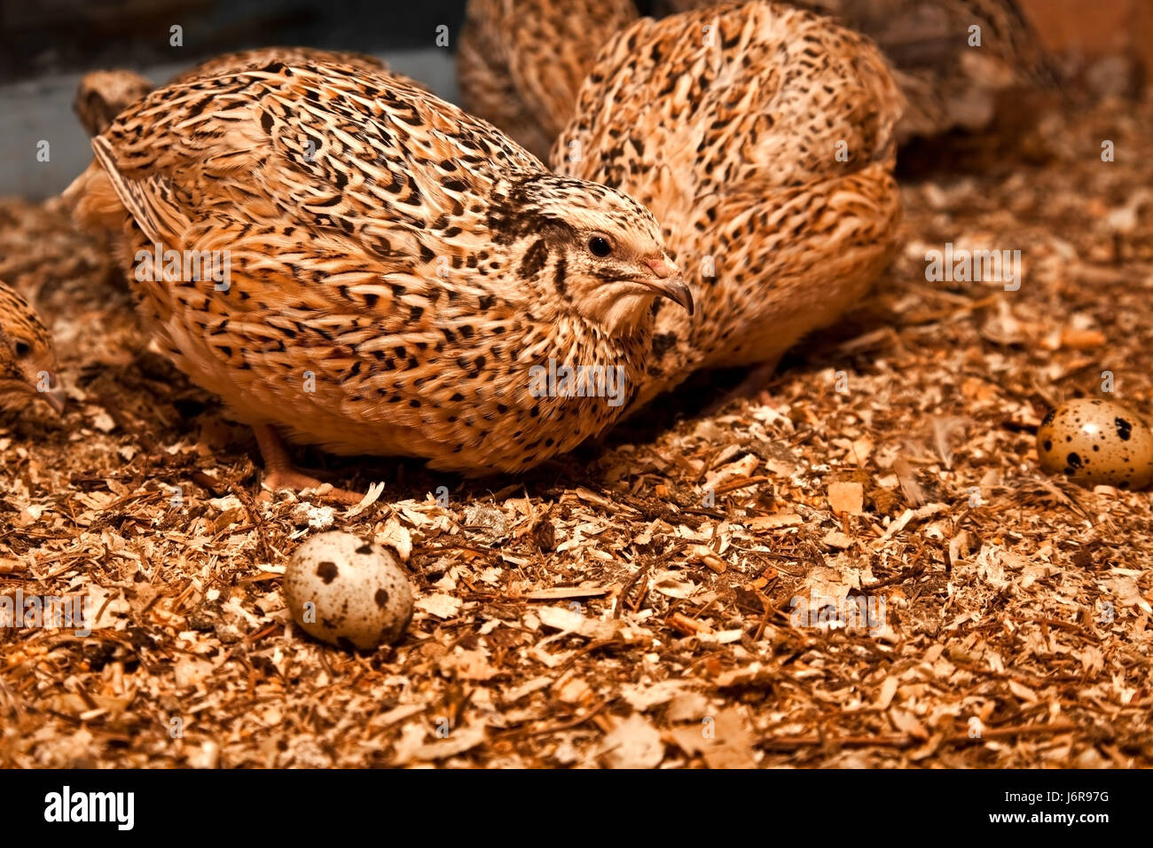 japanese laying quails Stock Photo - Alamy