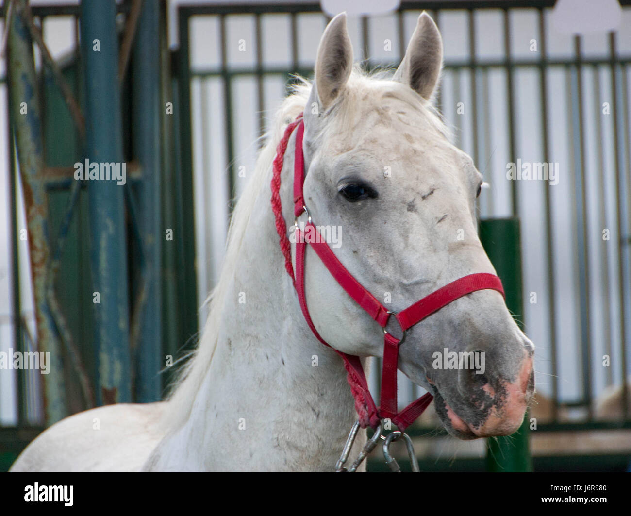 Albino Horse With Red Eyes