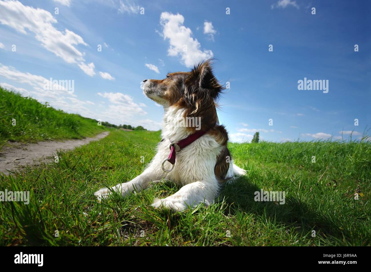 animal pet freedom liberty dog clouded sky meadow nature air macro ...