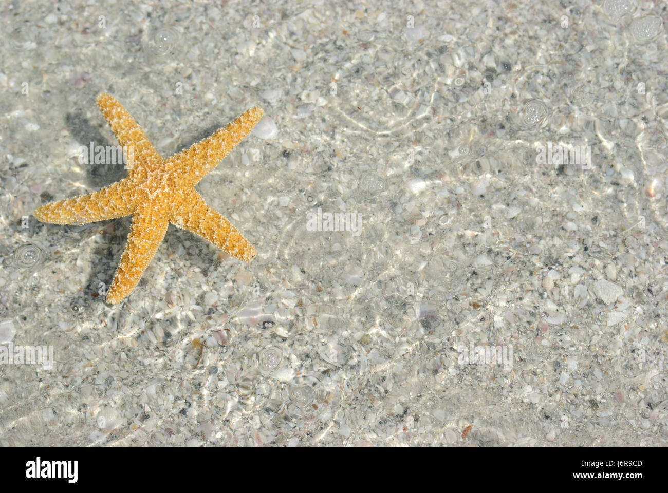 beach seaside the beach seashore shell starfish surf salt water sea ...