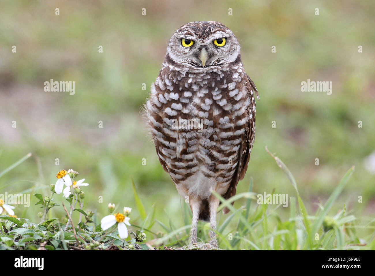 bird hunter birds raptor birds of prey predator owl burrowing nature ...