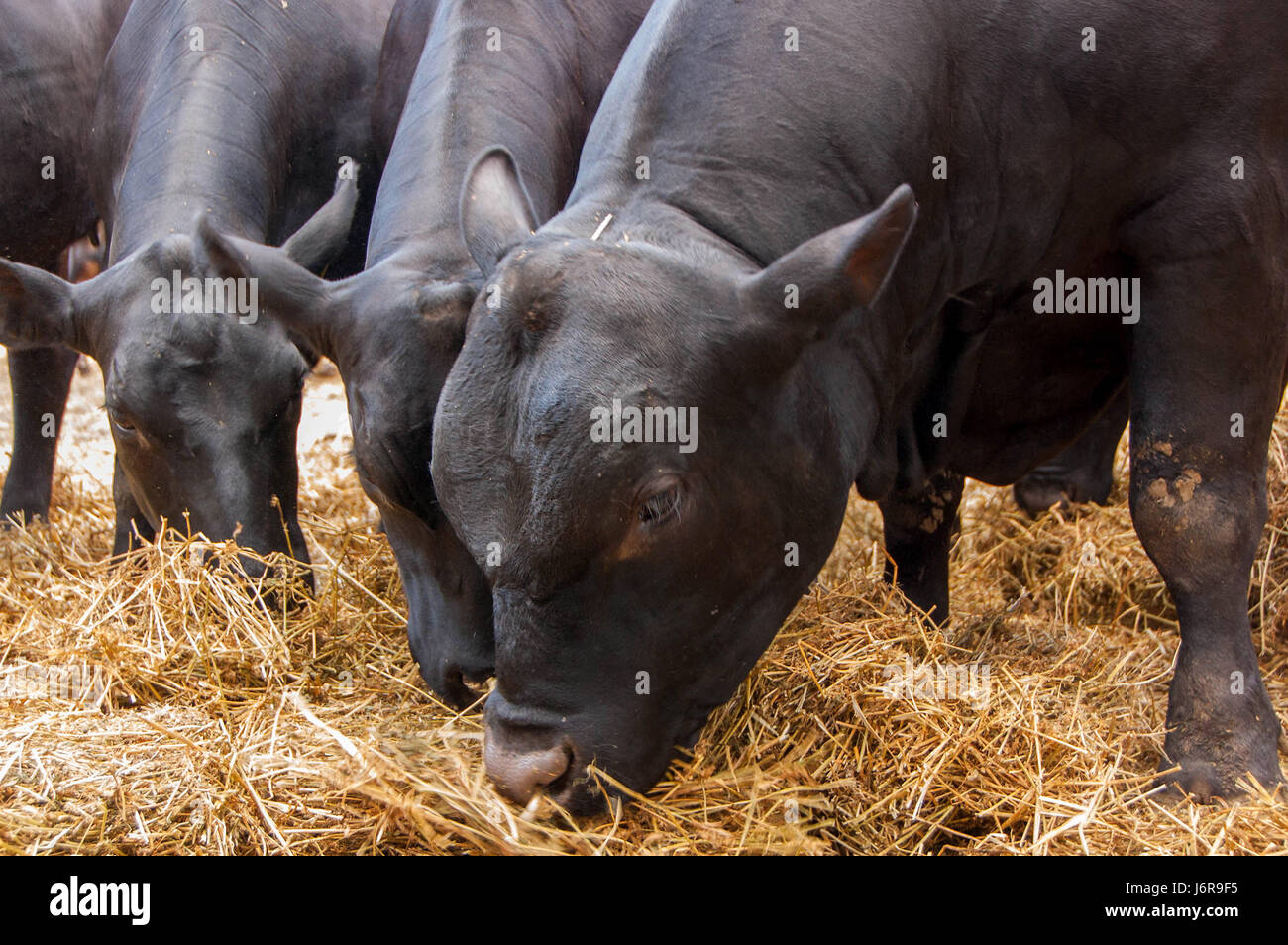 Young bull eating hay hi-res stock photography and images - Alamy