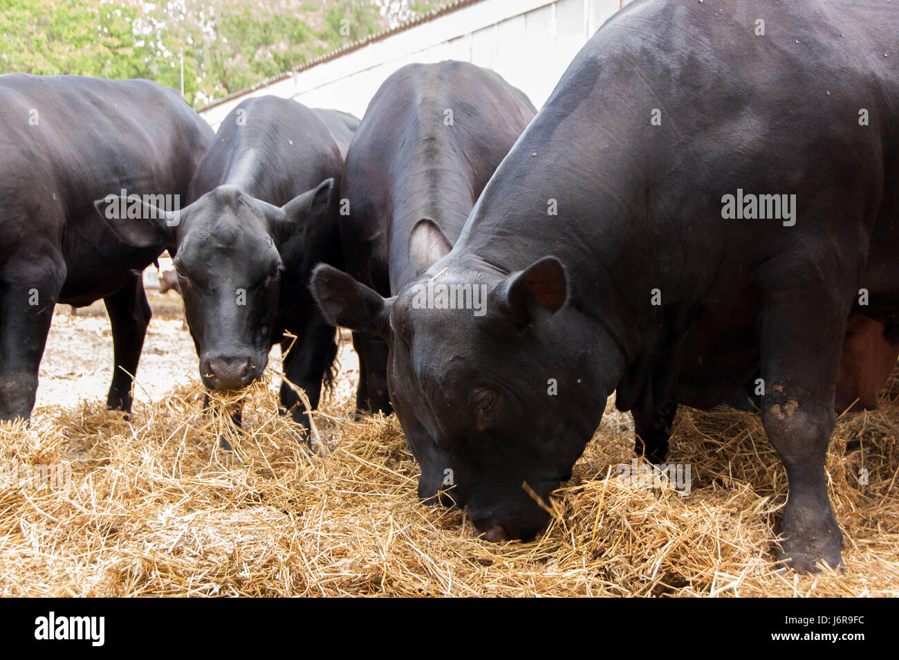 Young bull eating hay hi-res stock photography and images - Alamy