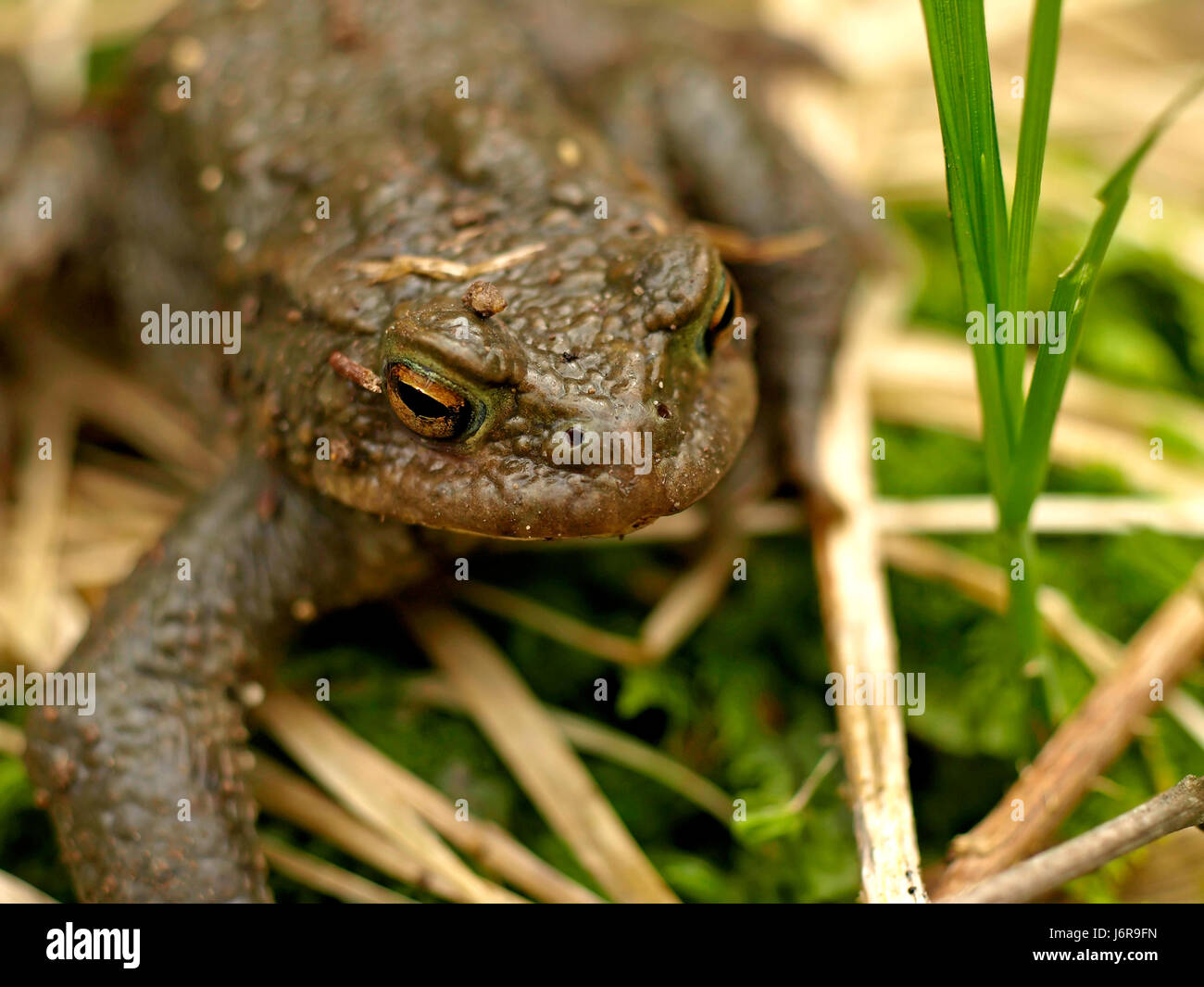 environment enviroment amphibian fauna toad wild animal nature ...
