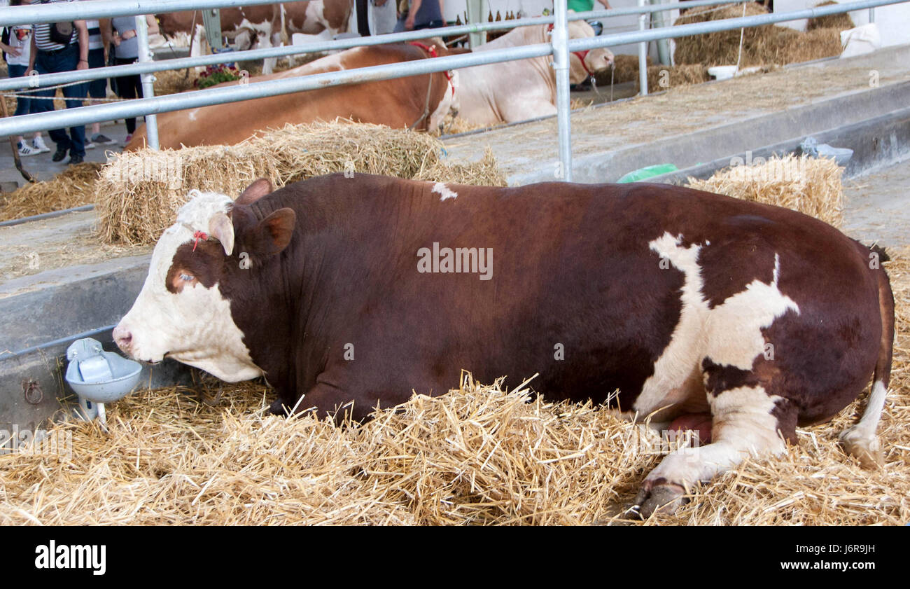 Sad cow eyes hi-res stock photography and images - Alamy