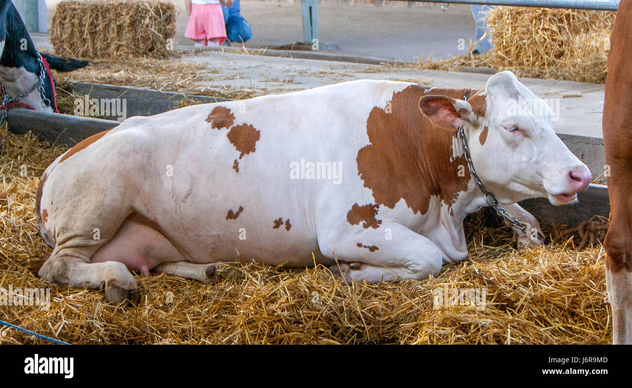 Sad cow eyes hi-res stock photography and images - Alamy