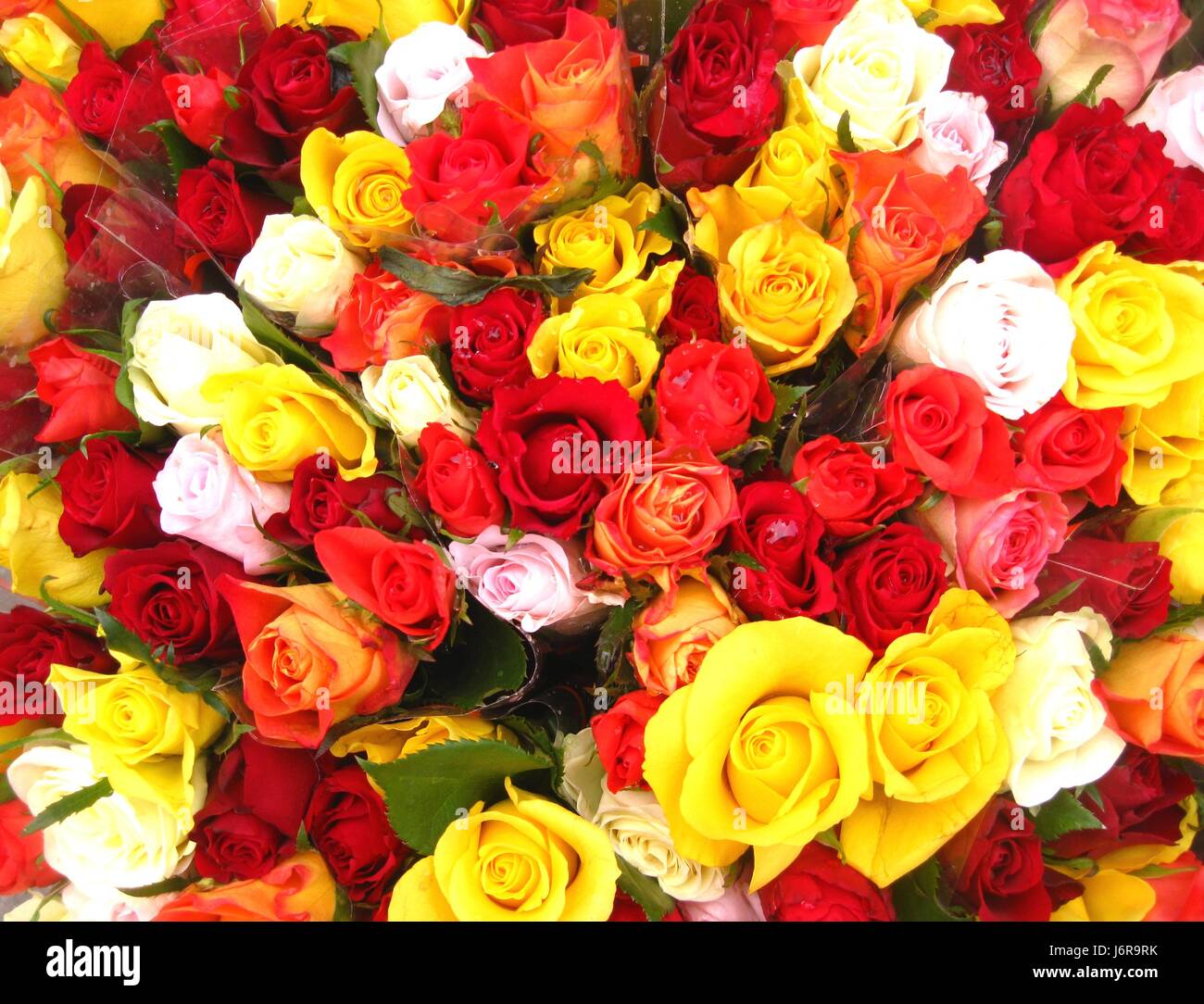 flower plant bloom blossom flourish flourishing roses bud rose bouquet ...