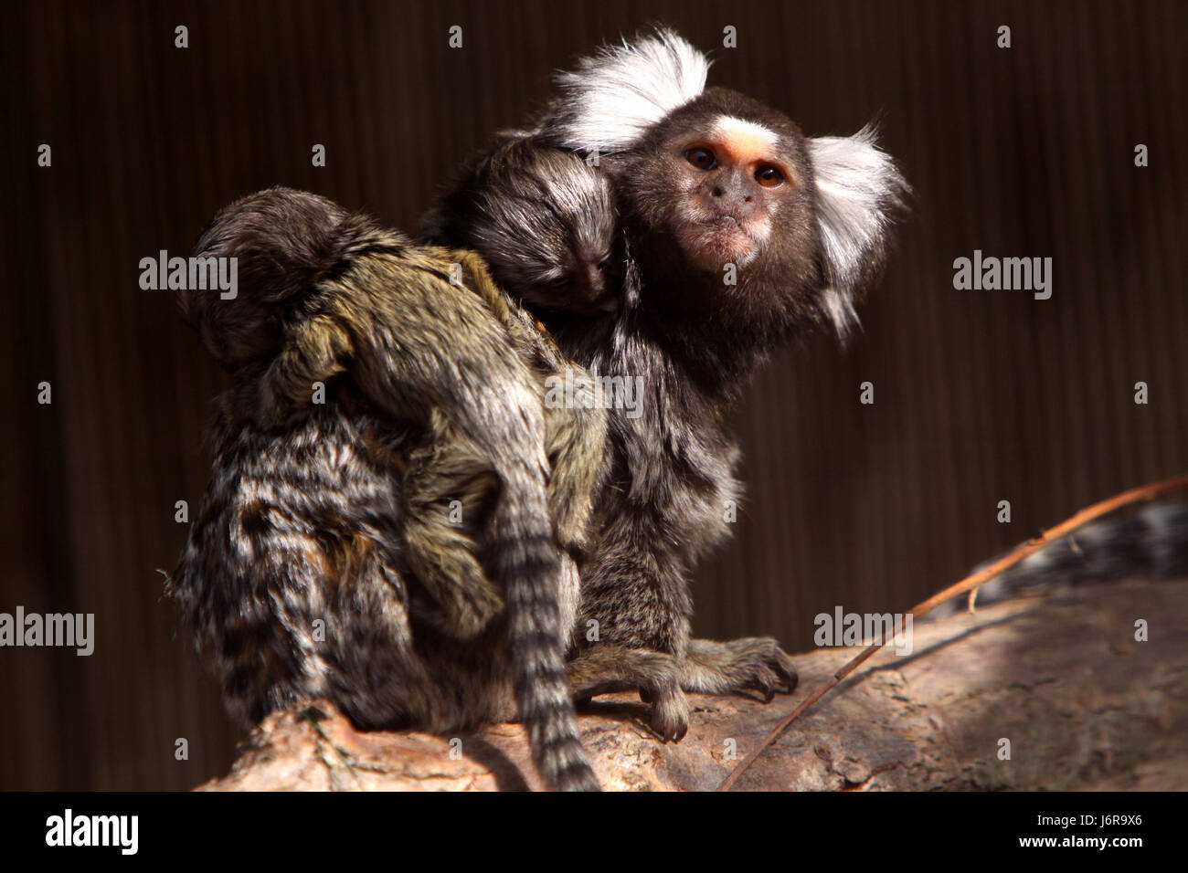 monkey animal mammal monkey offspring brazil young animal familiy ...