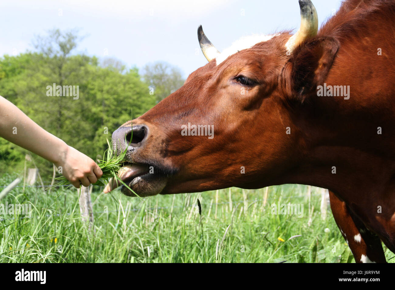 to gorge engulf devour cow cows young animal willow blue green to gorge ...