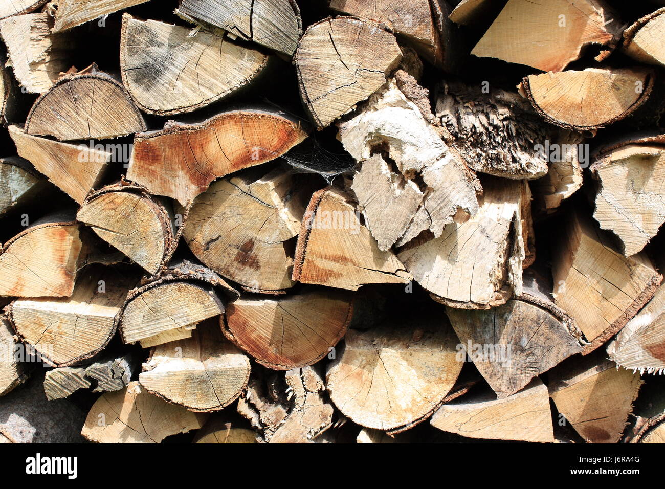 tree wood branch firewood log of wood tree trees plant brown brownish ...