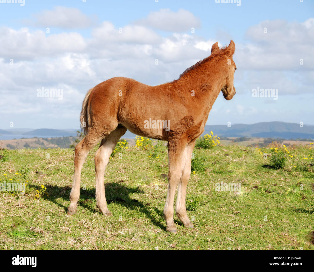 horse longing stallion fox foal blue horse portrait eyes longing width ...