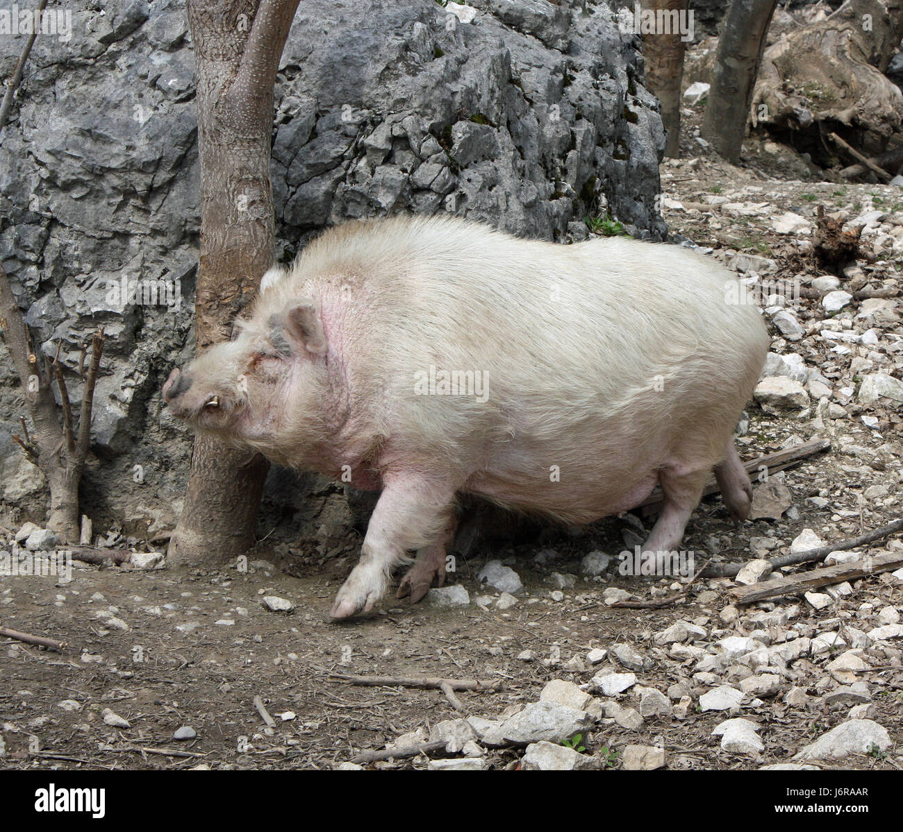 Wild pig hunting hi-res stock photography and images - Alamy