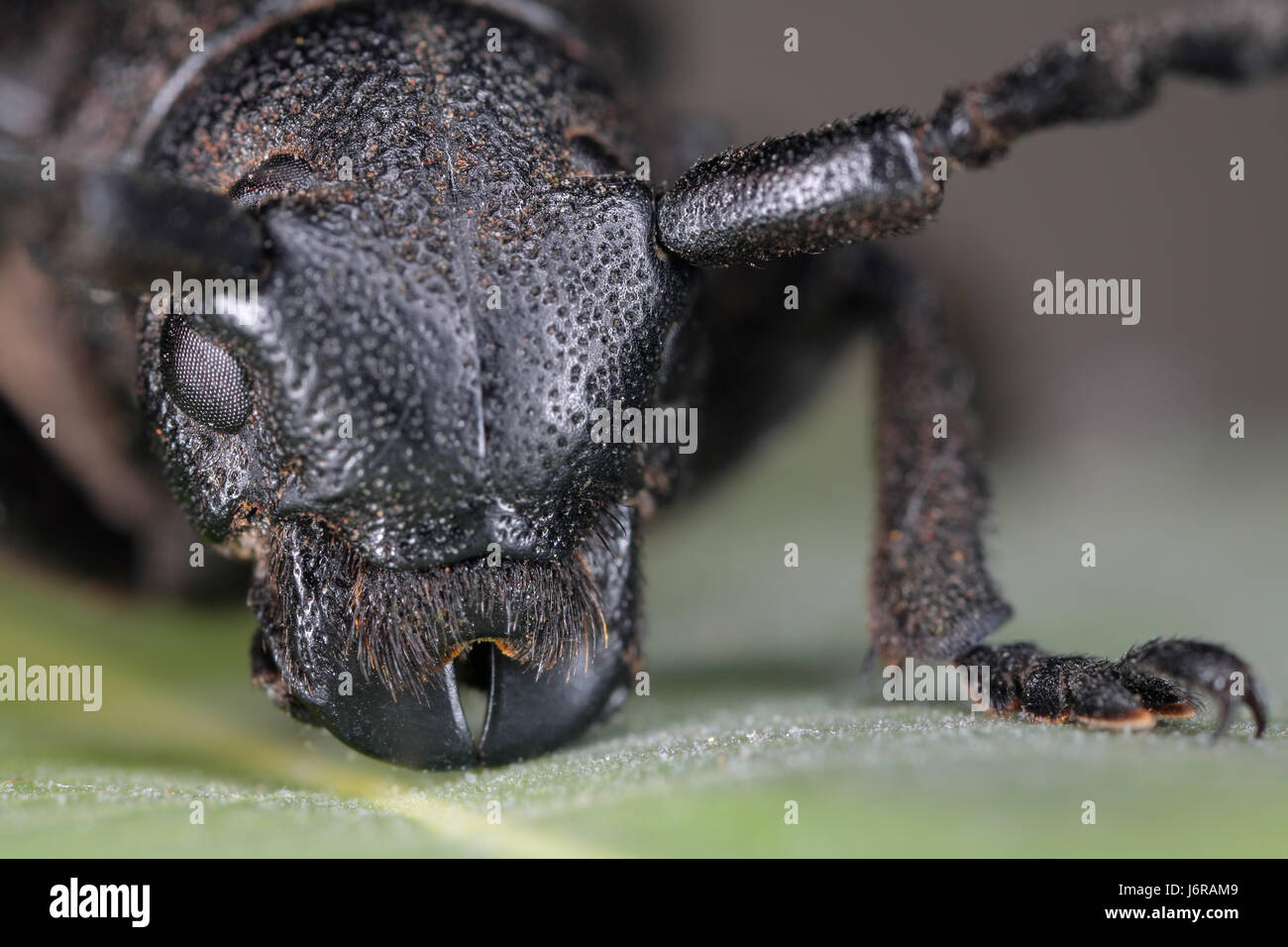beetle macro close-up macro admission close up view portrait black ...
